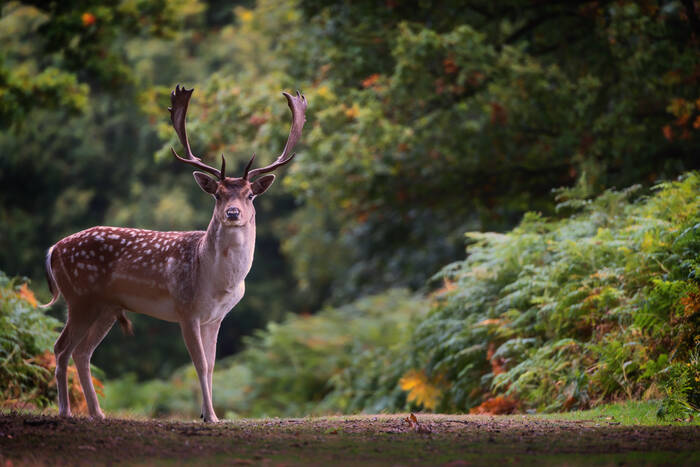 Photo de Cerf - Tableau de Cerf - Editions Limitées - Achat / Vente