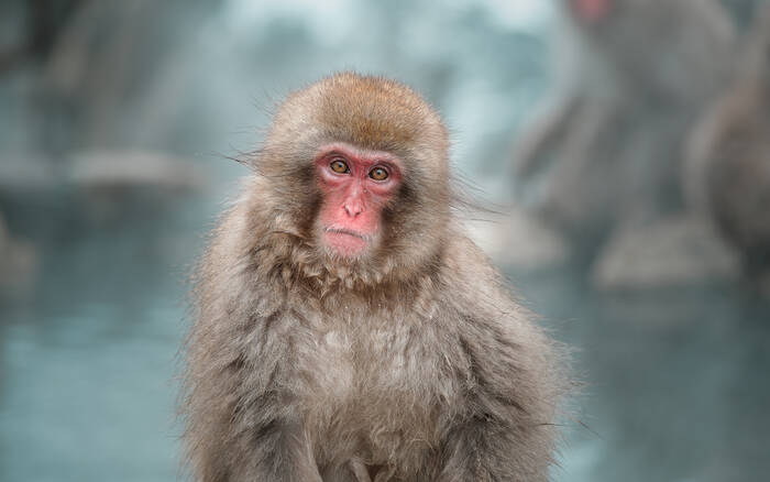 Series Japan - Nicolas Wauters Photographer - Fine Art Photography