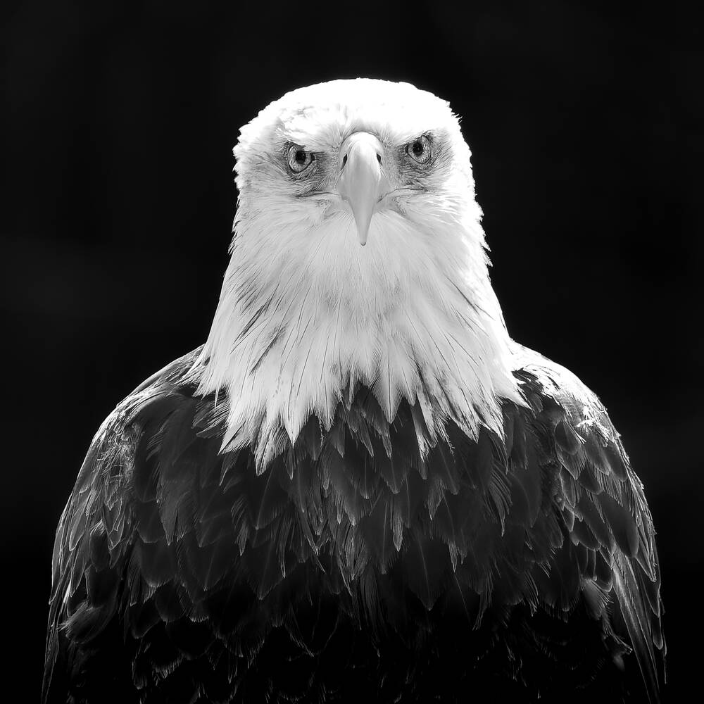 Eagle face - Photographic print for sale