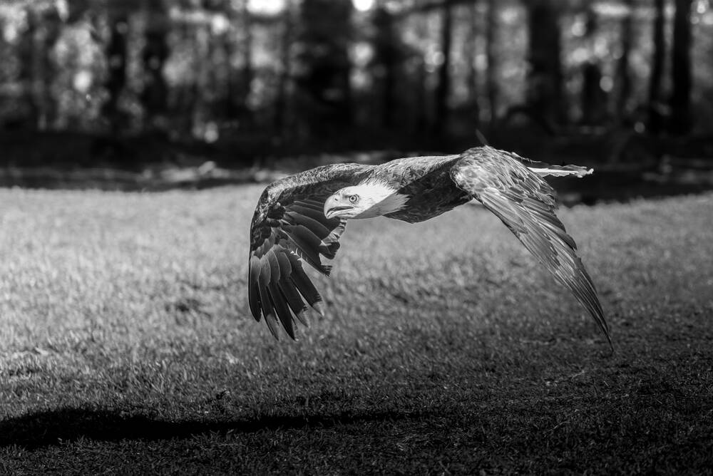 Eagle in line of attack - Photographic print for sale