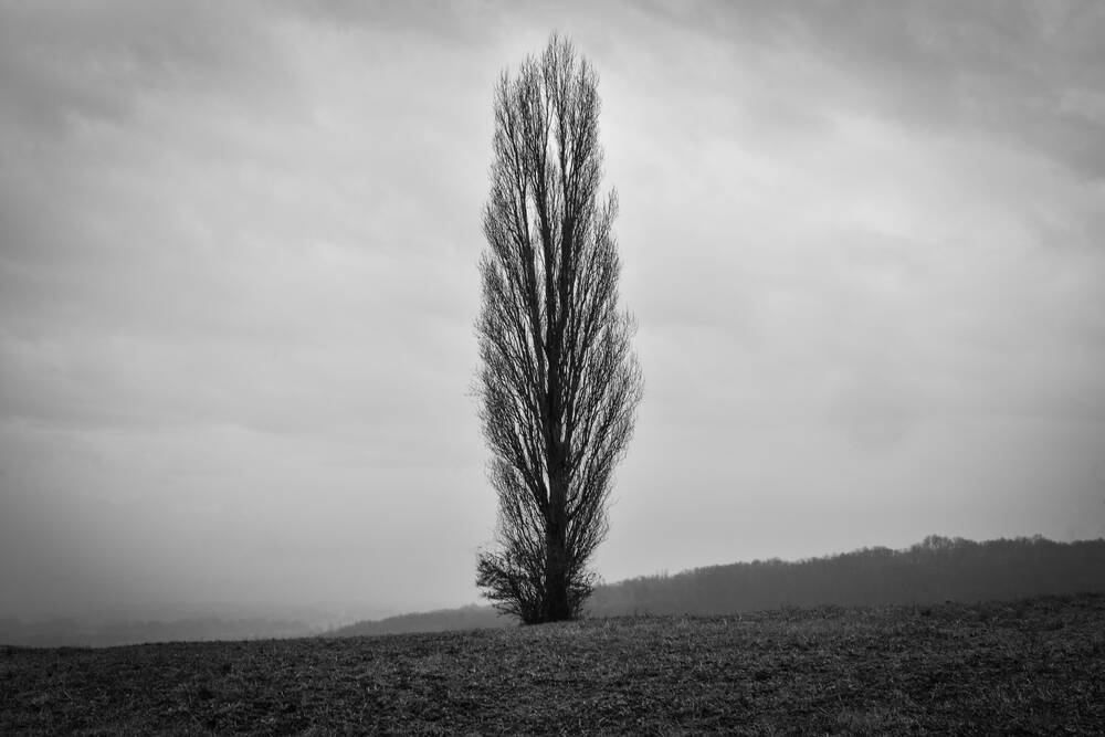 Poplar tree - Photographic print for sale