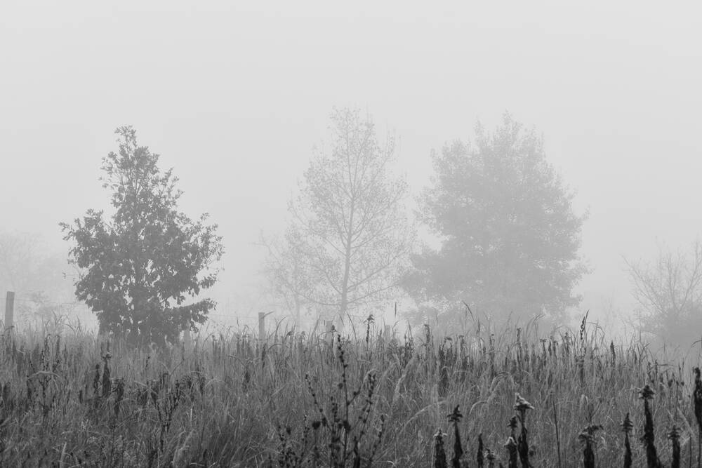 The three trees - Photographic print for sale