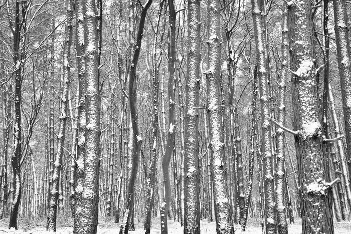Deep Forest - Photographic print for sale