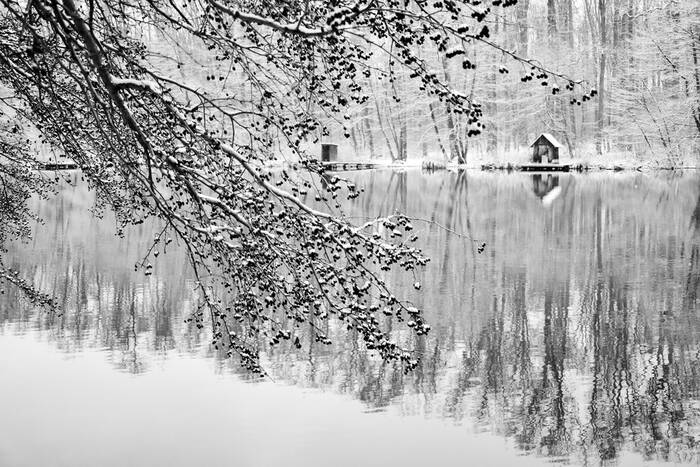 Photo Noir et blanc forêt - Tableau Noir et blanc forêt - Editions ...