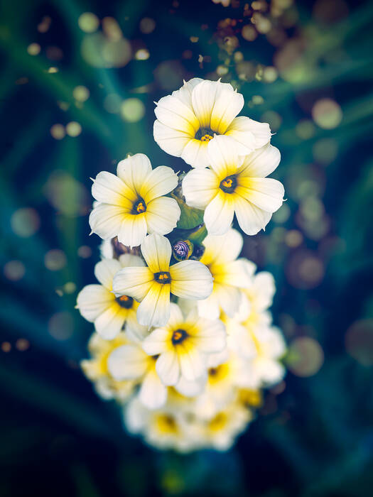 Flower photography art prints for sale