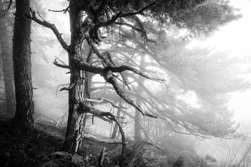 Guardian of the shadows - Photographic print for sale