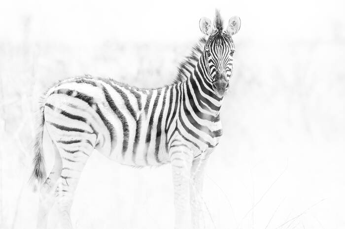 Photo noir et blanc de Zèbre - Tableau noir et blanc de Zèbre ...