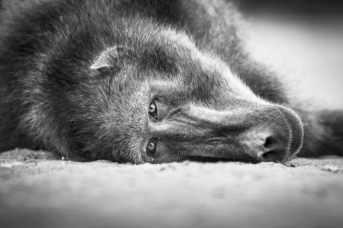 Repos - Photo et Tableau - Editions Limitées - Achat / Vente