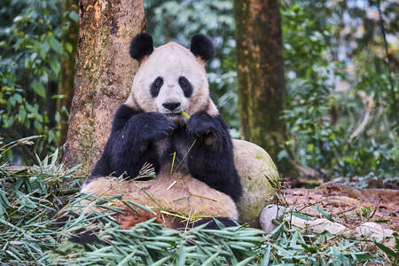 Panda - Photographic print for sale