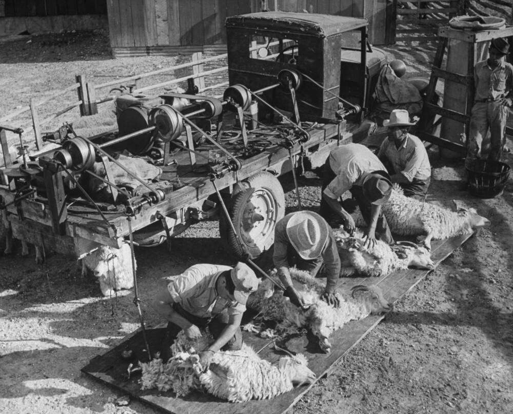 Crew Shearing Angora goats on a Ranch - Photographic print for sale