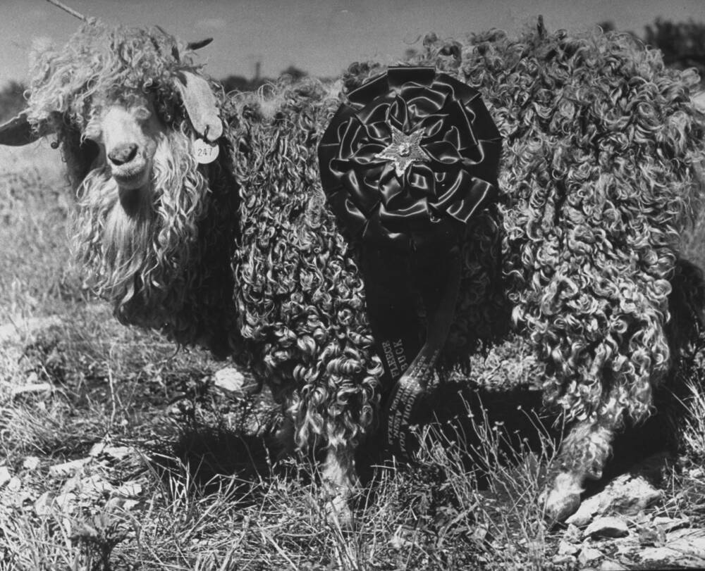 Prize Goat at the Show with General MacArthur - Photographic print for sale