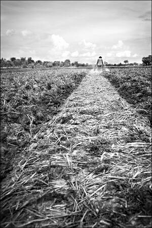 Cuadro y póster Arar en el campo jemer - Compra y venta