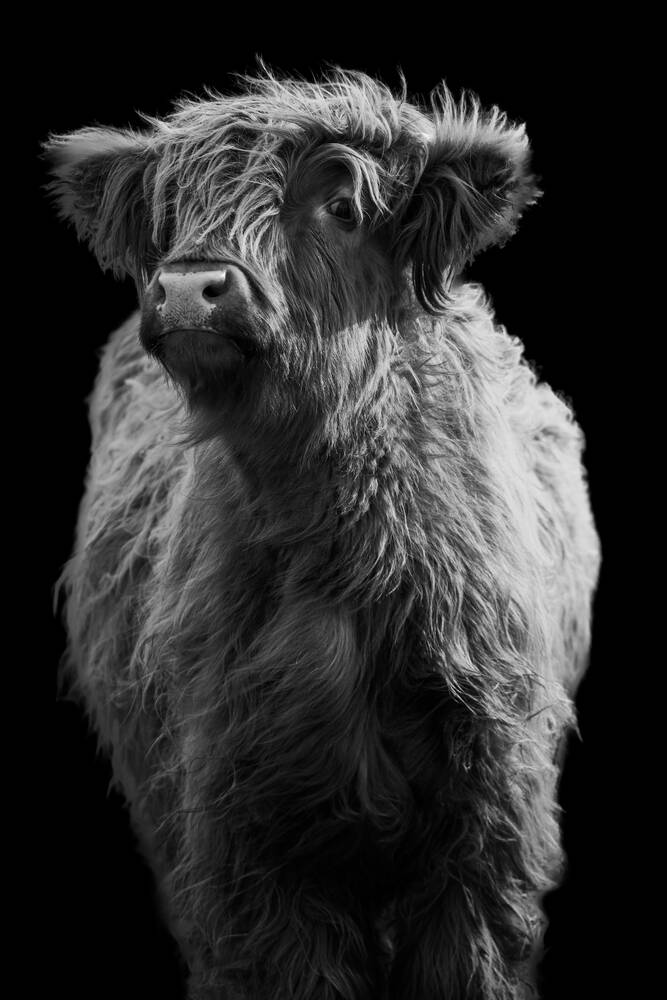 Auroch - Photographic print for sale