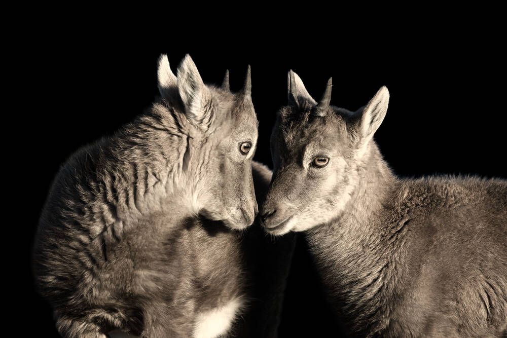 Ibex 2 - Photographic print for sale