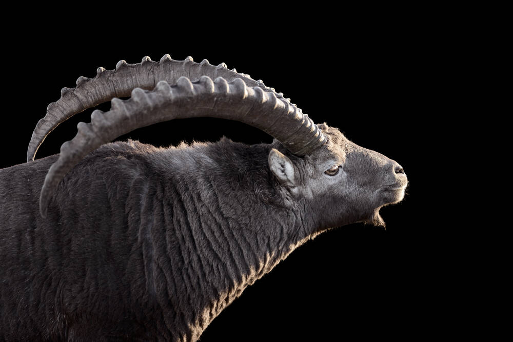 Ibex 3 - Photographic print for sale