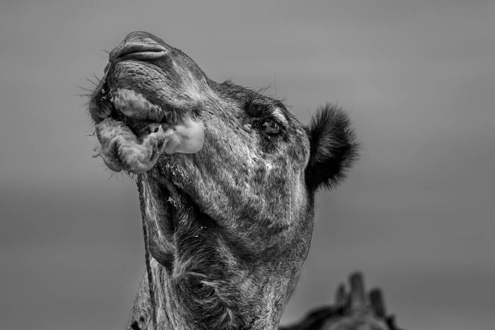 DROMADAIRE - Photographic print for sale