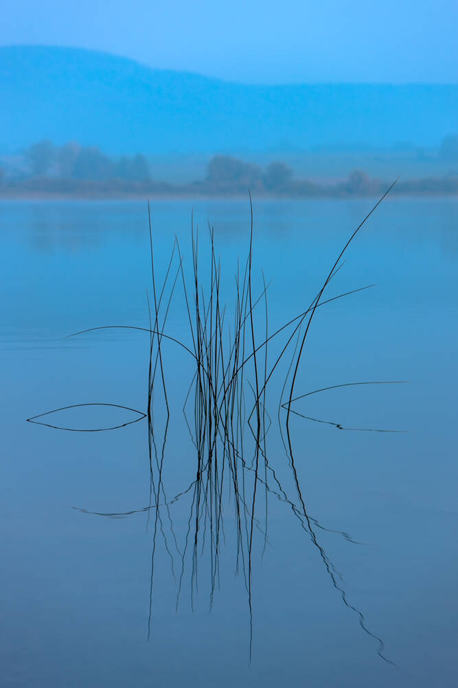 AQUATIC WEEDS - Photographic print for sale