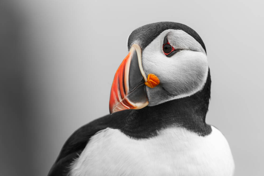 Atlantic puffin - Photographic print for sale