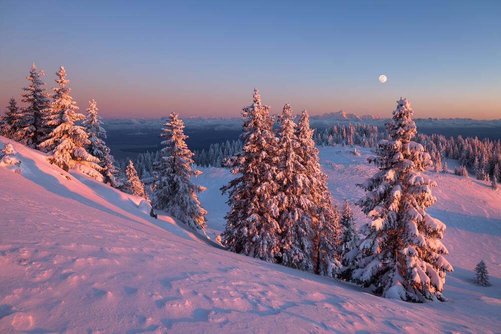 PHJ la dole 159 Bild - Kaufen / Verkaufen