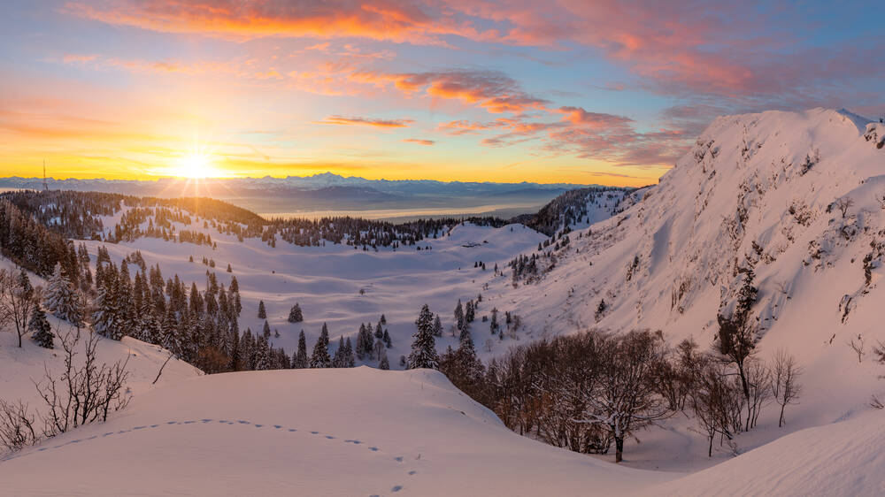 PHJ la dole 55 Bild - Kaufen / Verkaufen