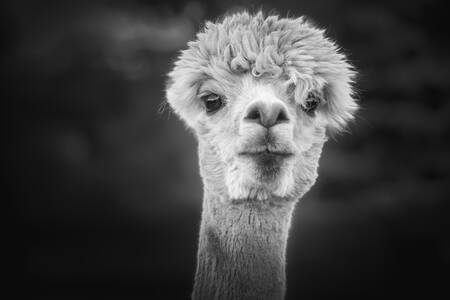 Lama - Photo et Tableau - Editions Limitées - Achat / Vente